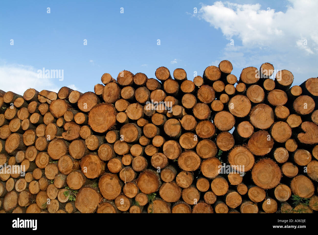 Big pile of logs hi-res stock photography and images - Alamy