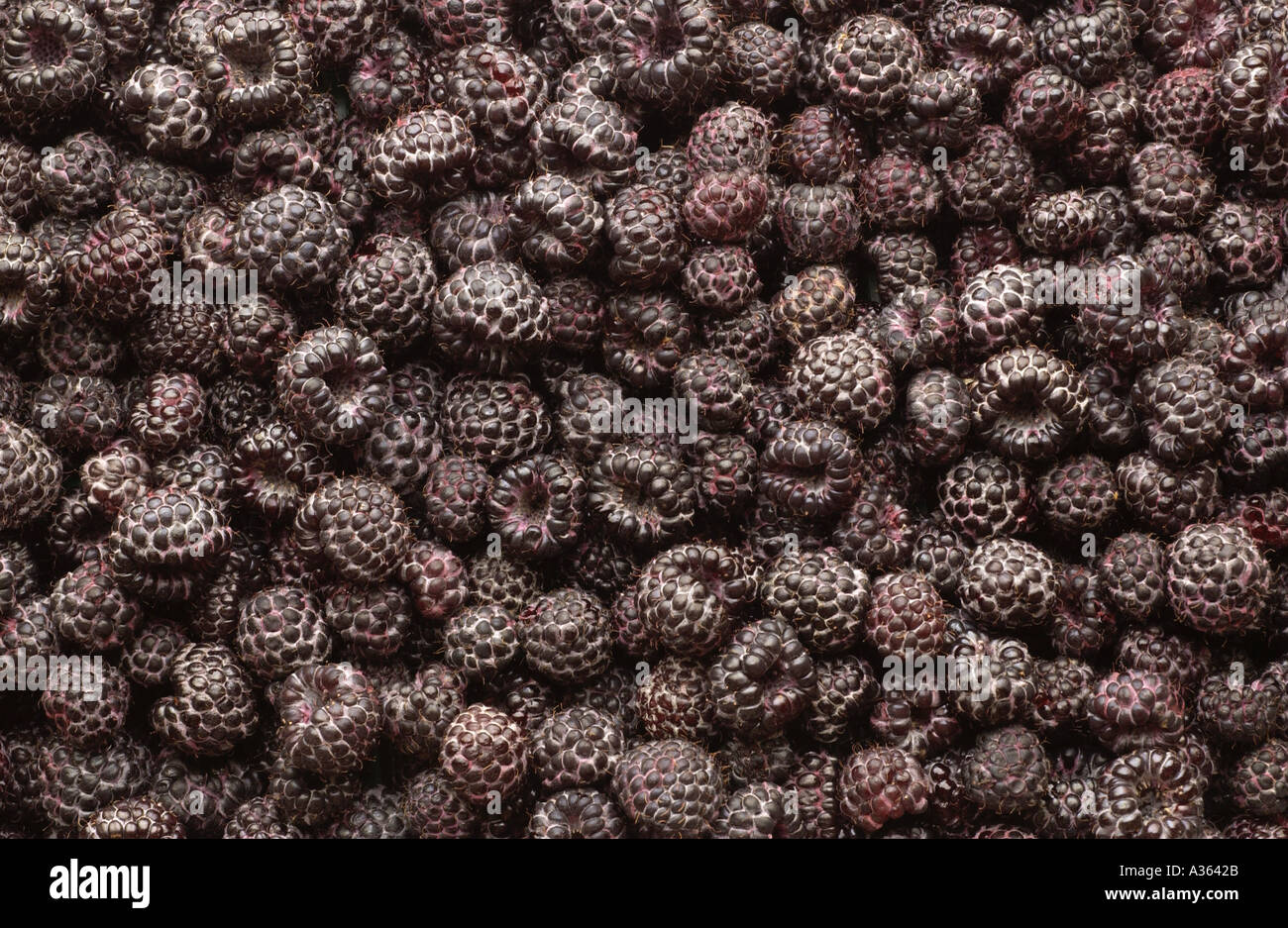 Black raspberry background Stock Photo - Alamy