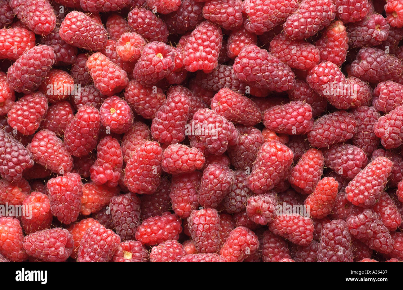 Loganberry hi-res stock photography and images - Alamy
