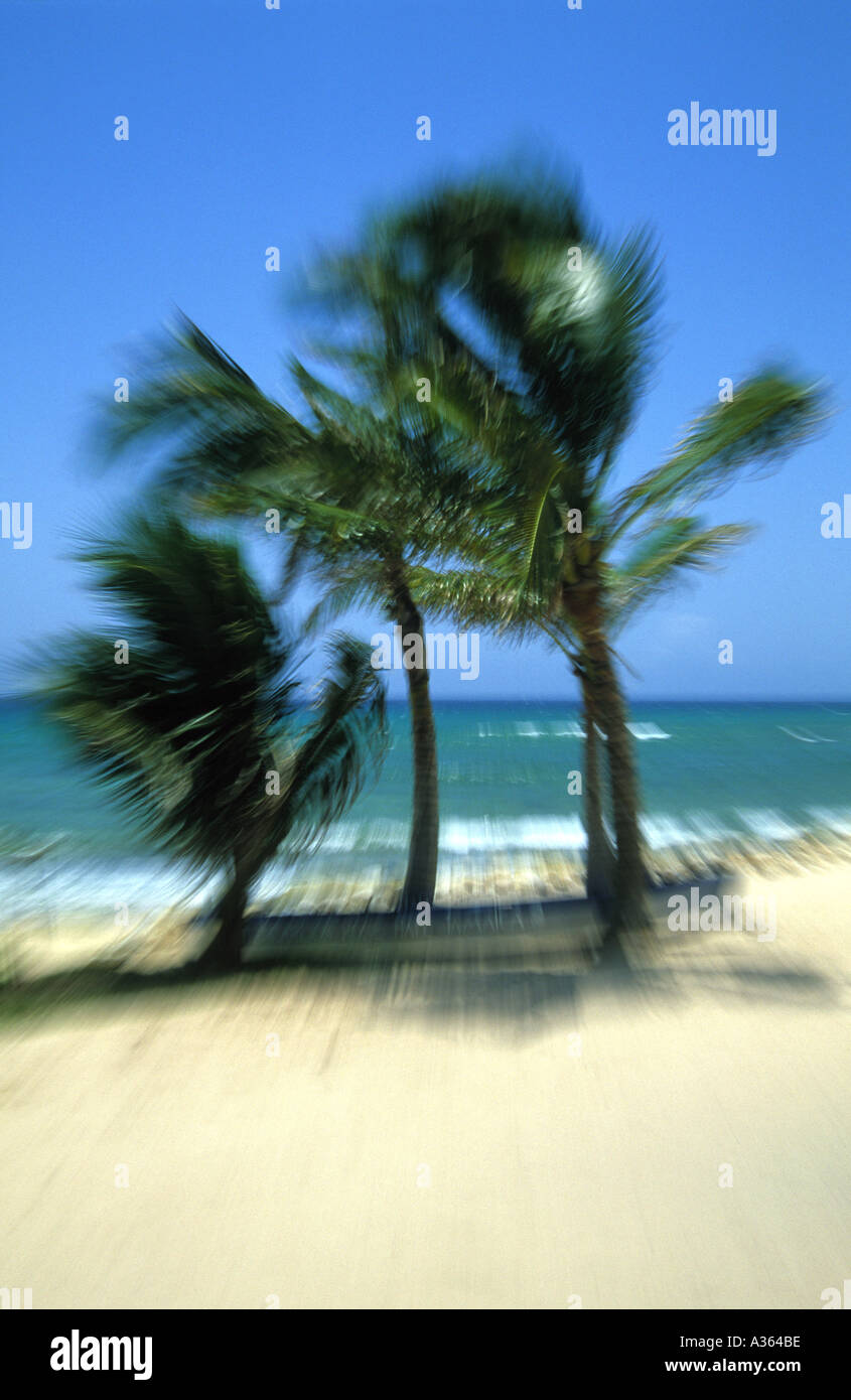 Palm trees Jamaica Caribbean Stock Photo - Alamy