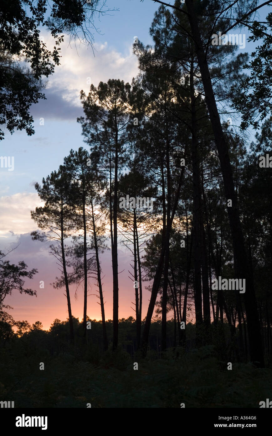 Silhouette of pine trees at dusk in the Landes forest, France Aquitaine ...