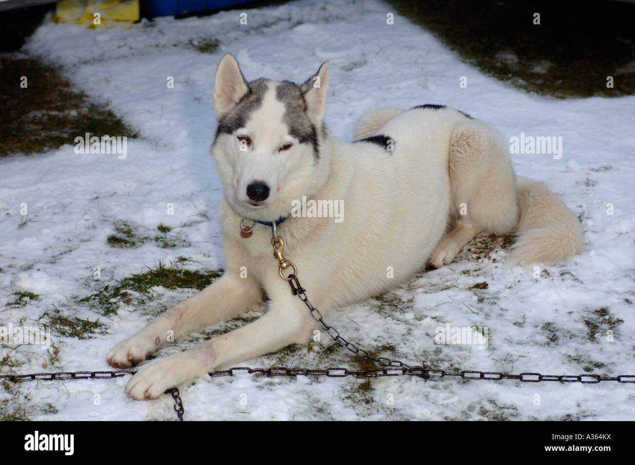 Taking a break between events at the Siberian Husky Club of GB Aviemore ...