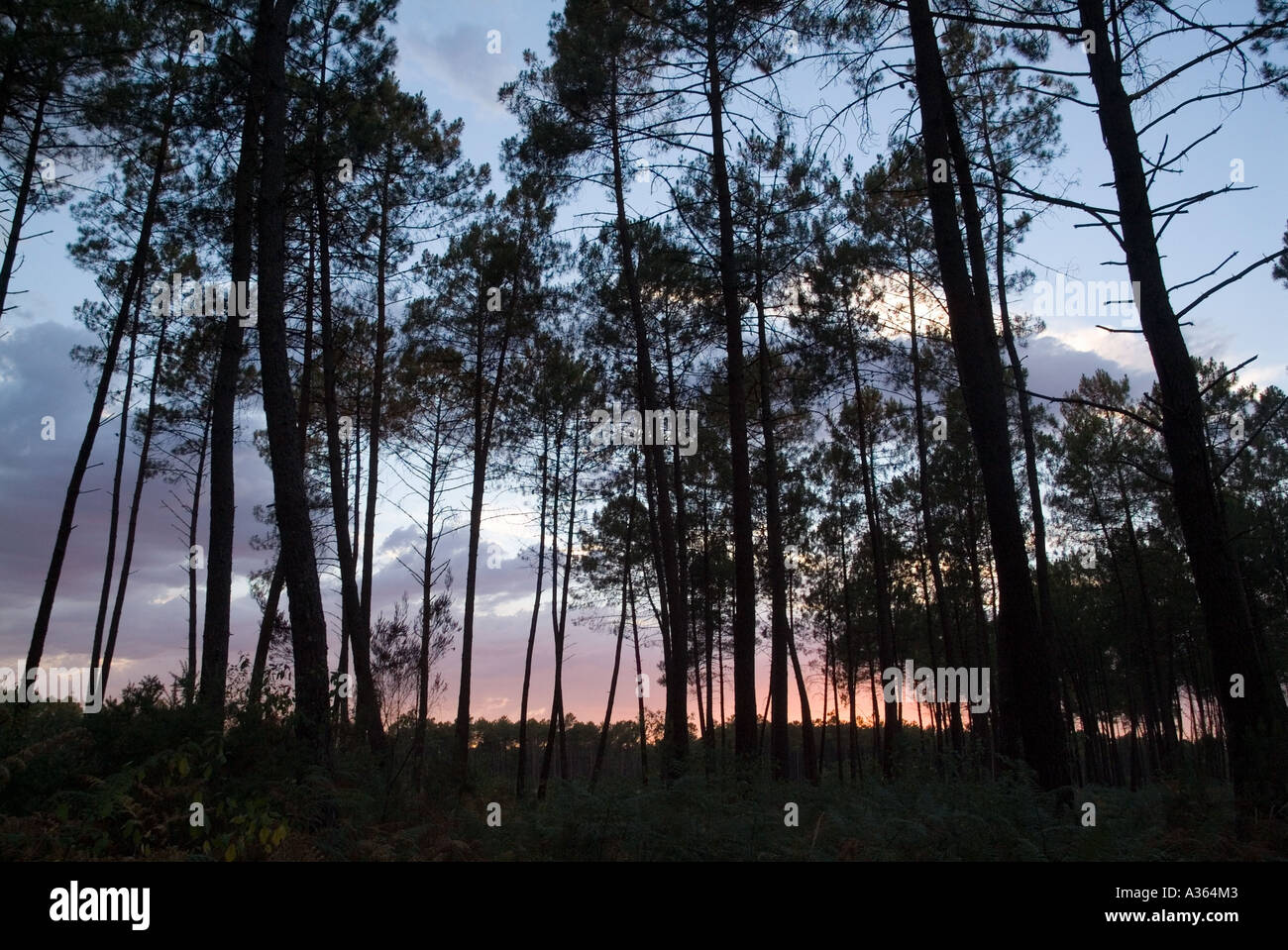 Landes silhouette hi-res stock photography and images - Alamy