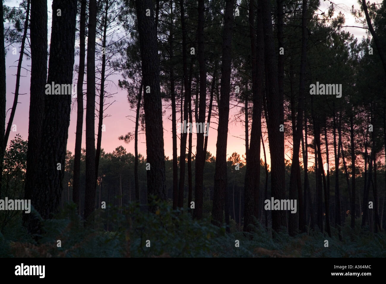 Silhouette of pine trees at dusk in the Landes forest France Aquitaine ...