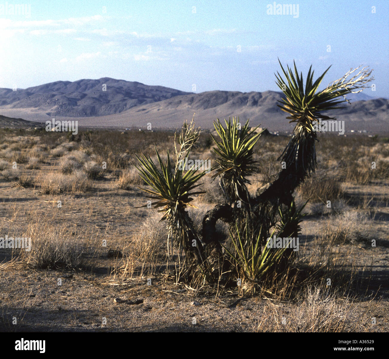 Desert cactus California Stock Photo - Alamy