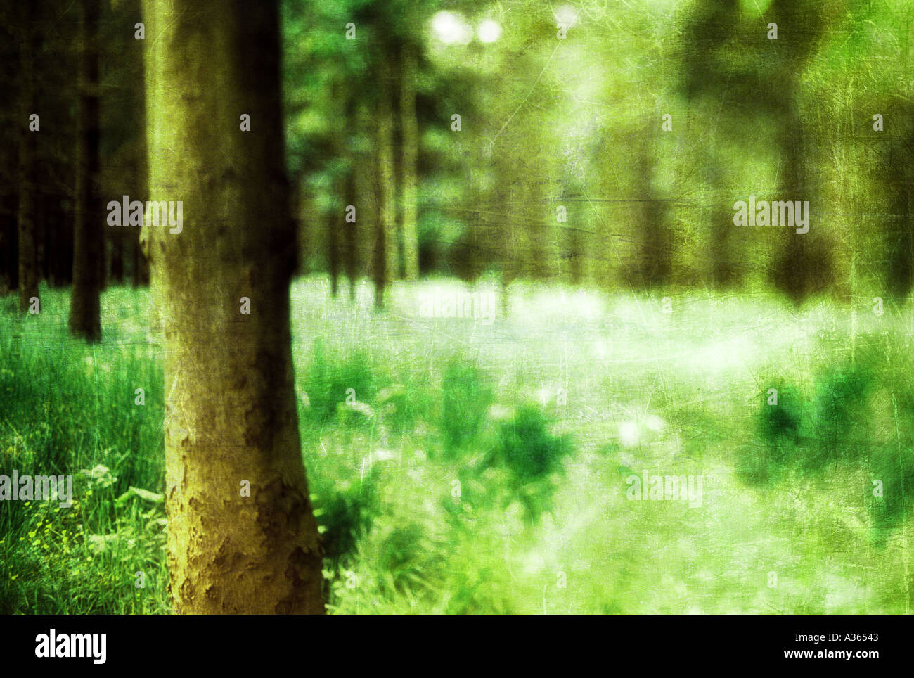 Woods woods woods woods green hi-res stock photography and images - Alamy