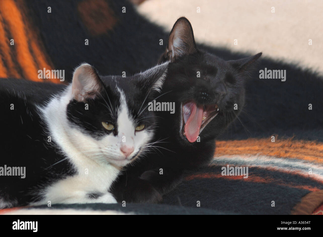 Portrait Of Two Tom Cats,From Different Parents,But have Been Reared ...