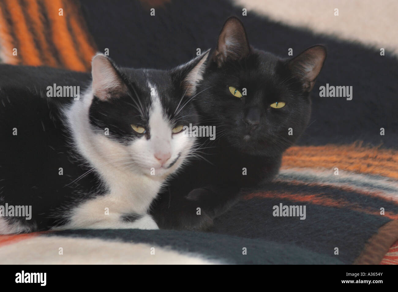 Portrait Of Two Tom Cats,From Different Parents,But have Been Reared ...