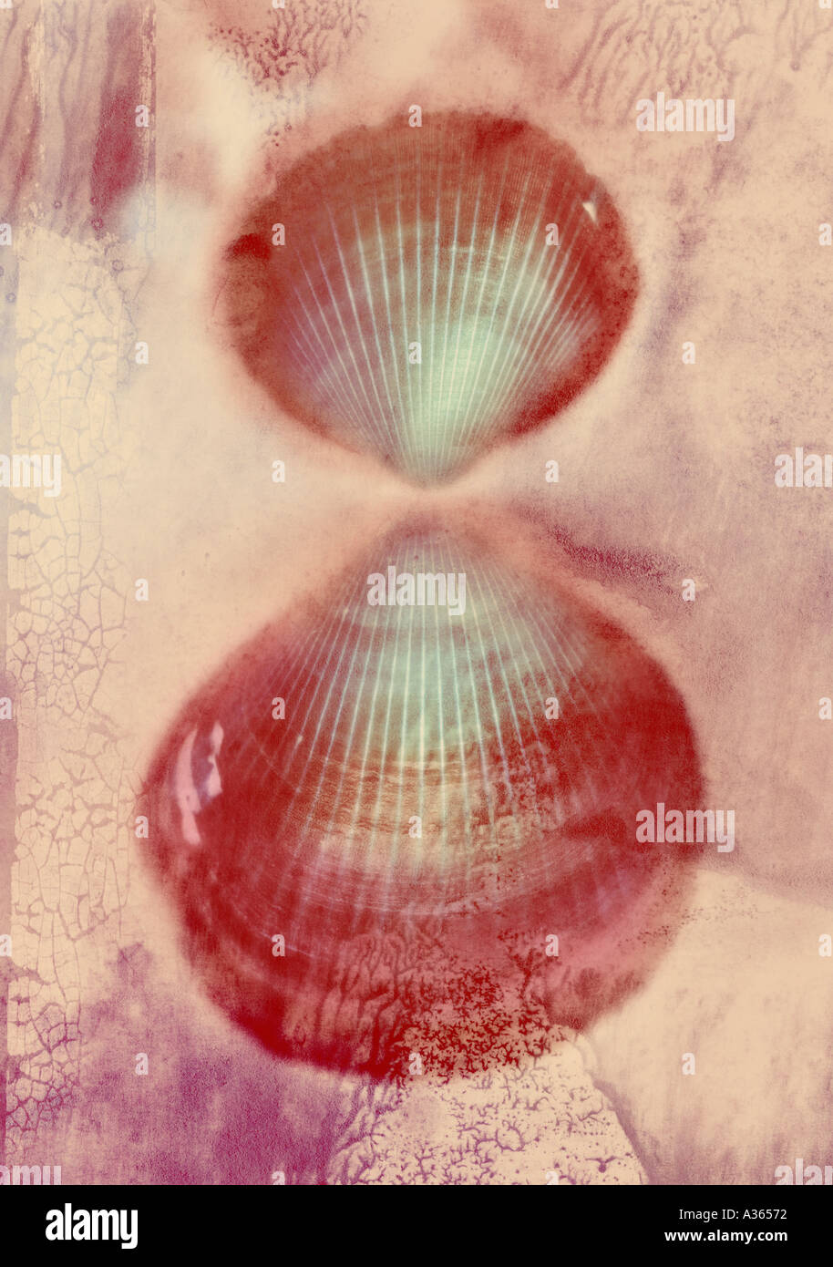 Shells fine art hi-res stock photography and images - Alamy