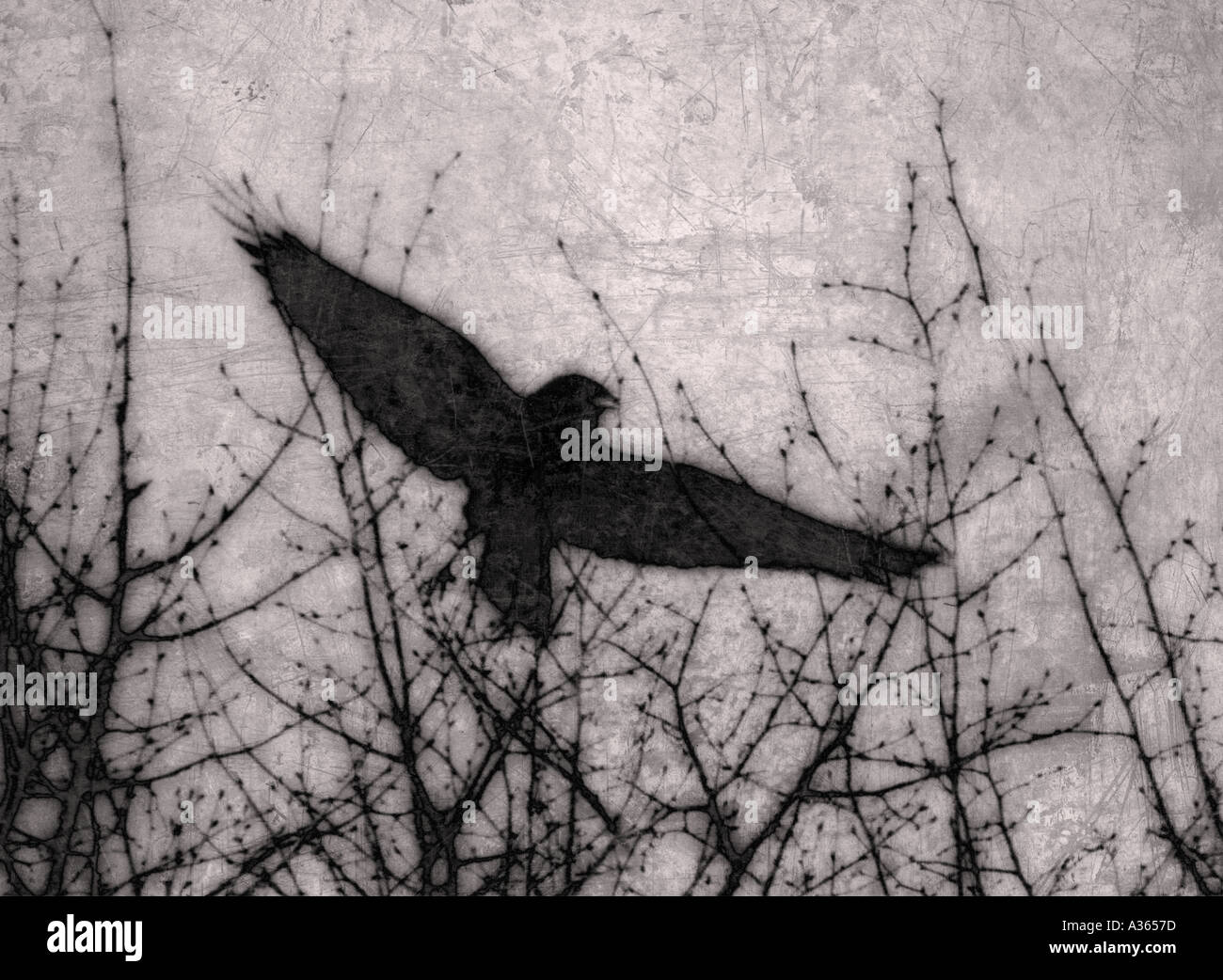 The crow hi-res stock photography and images - Alamy