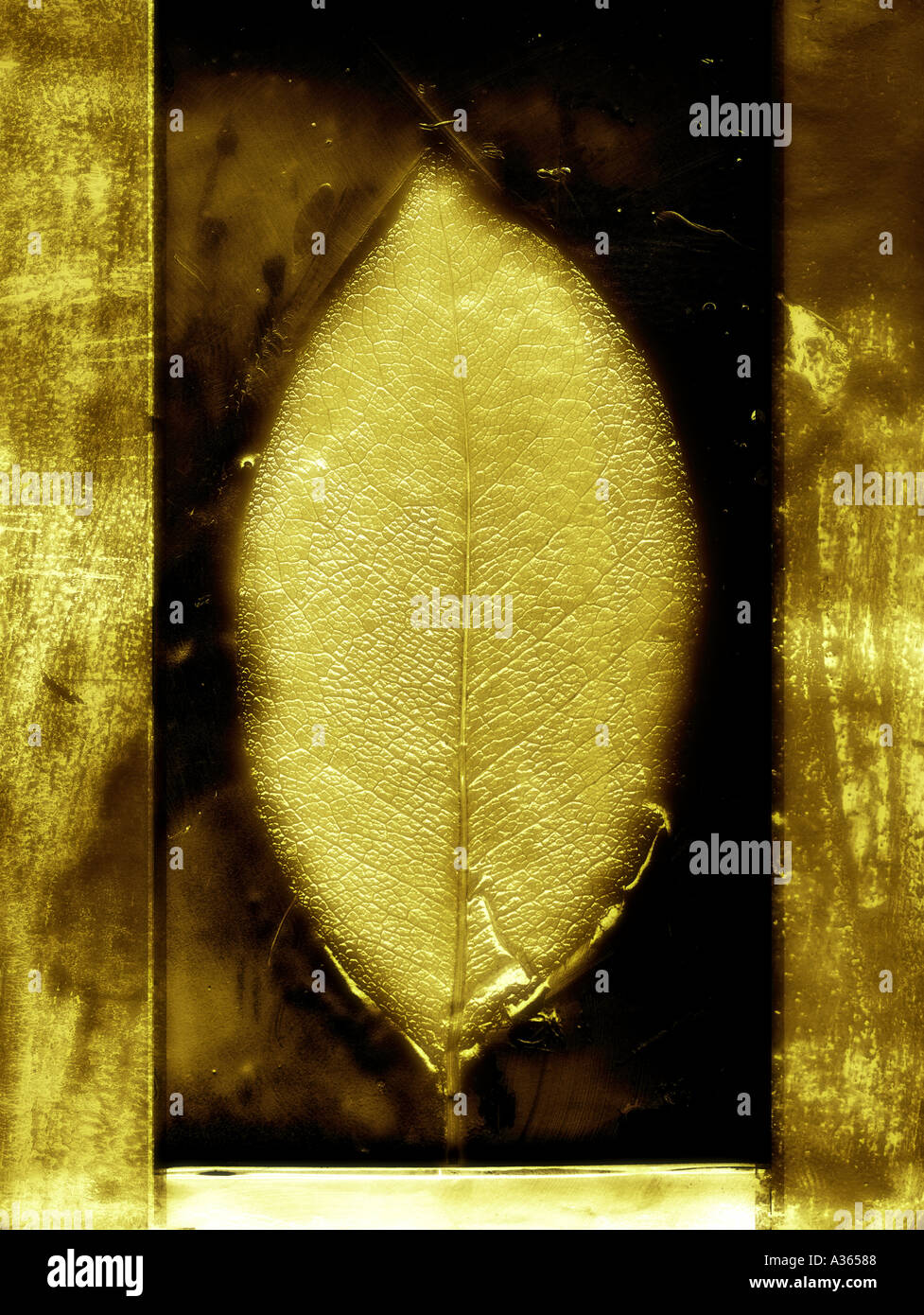 Gold leaf golden hi-res stock photography and images - Alamy