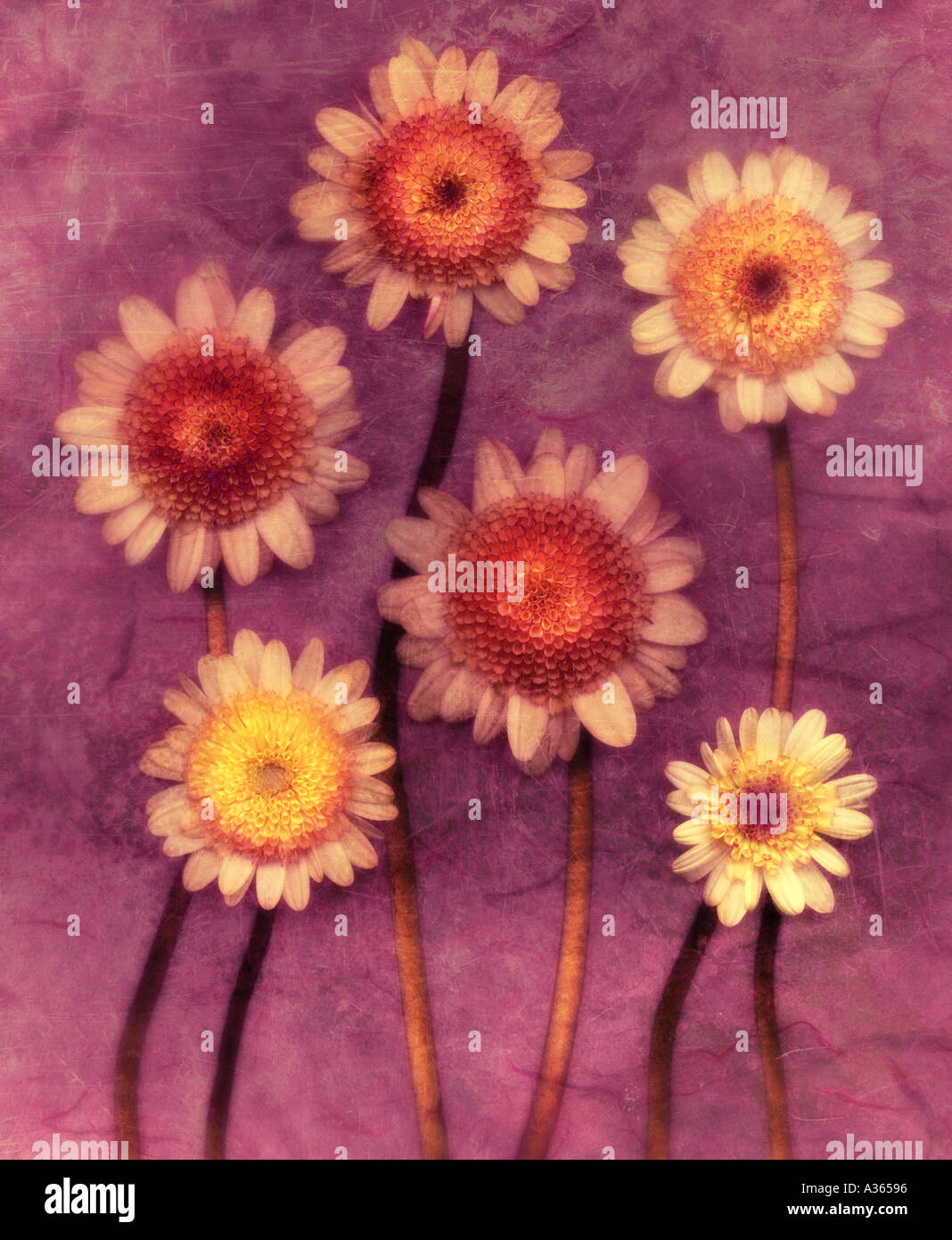 Colours of flowers hi-res stock photography and images - Alamy