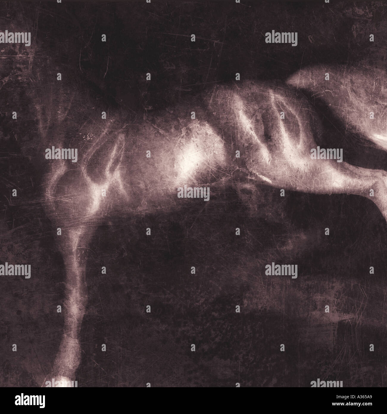 Bucking legs hi-res stock photography and images - Alamy