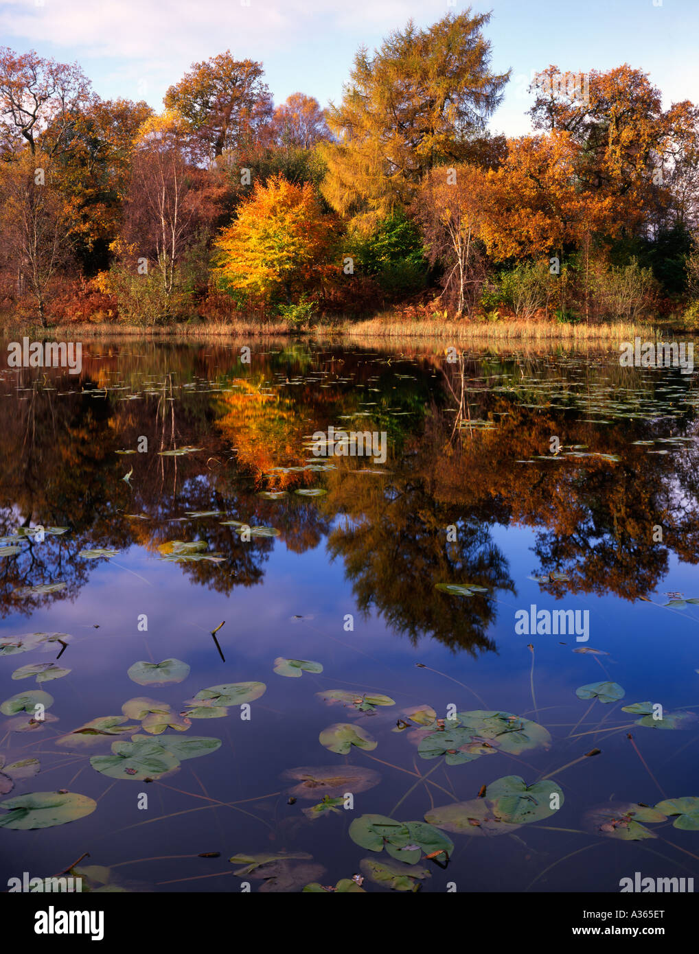 Lily Pond, Inverawe Country Park Stock Photo - Alamy