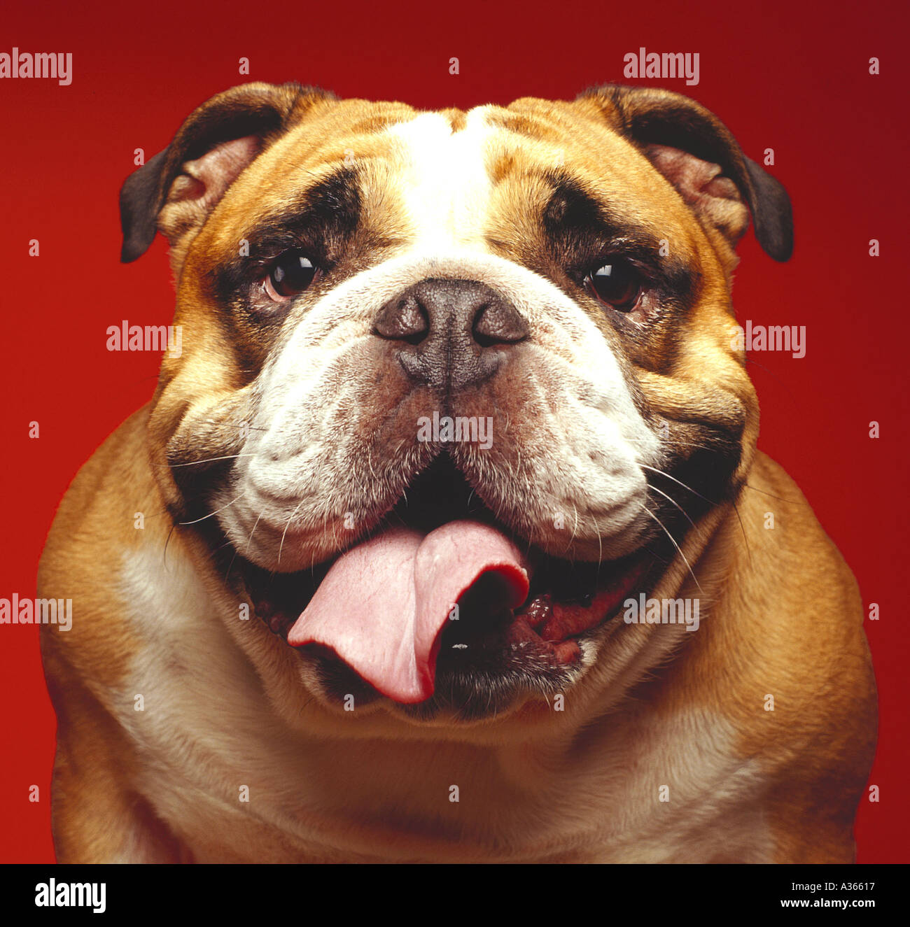 Bulldog ,Red ,Background Stock Photo - Alamy