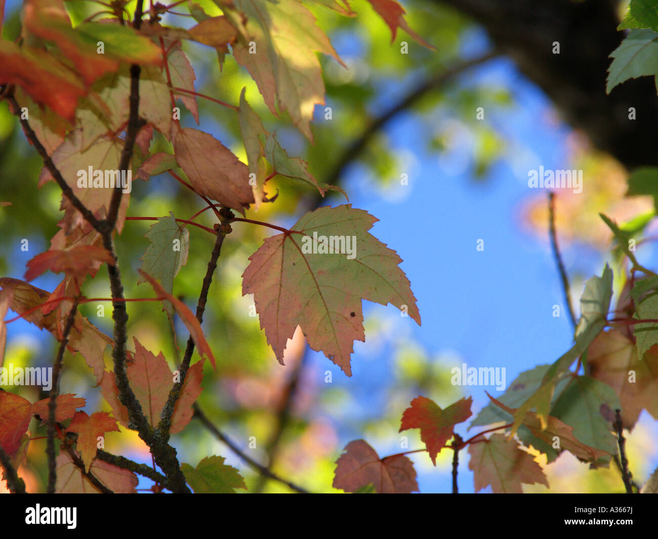 Autumn elm tree leaves hi-res stock photography and images - Alamy