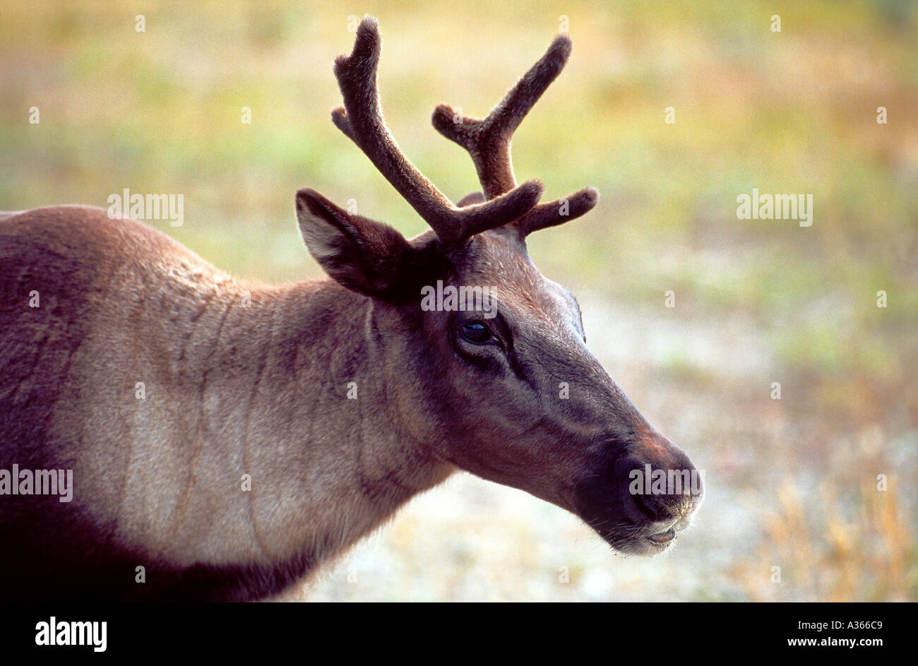 Woodland caribou close up hi-res stock photography and images - Alamy
