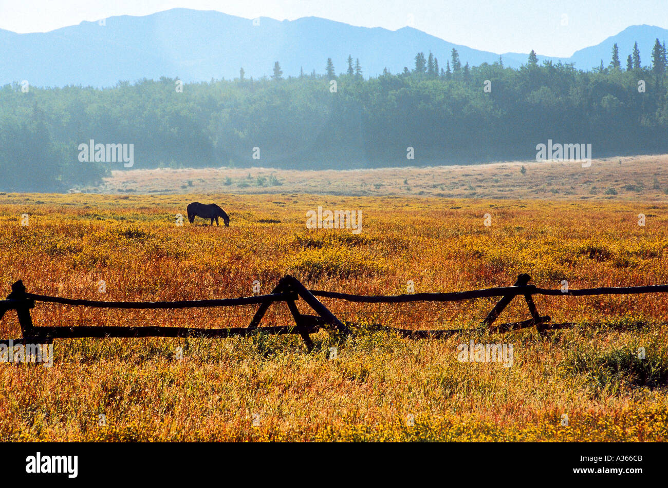 Fence grazing horse Haines Junction Yukon Territory Canada Stock Photo ...