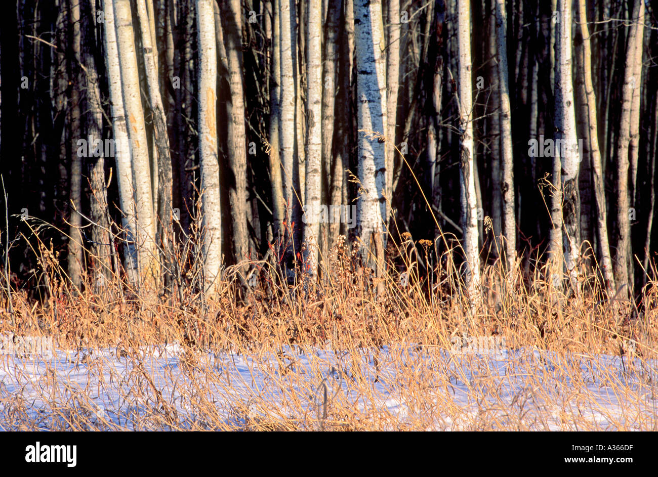 Golden aspen trees in alberta hi-res stock photography and images - Alamy