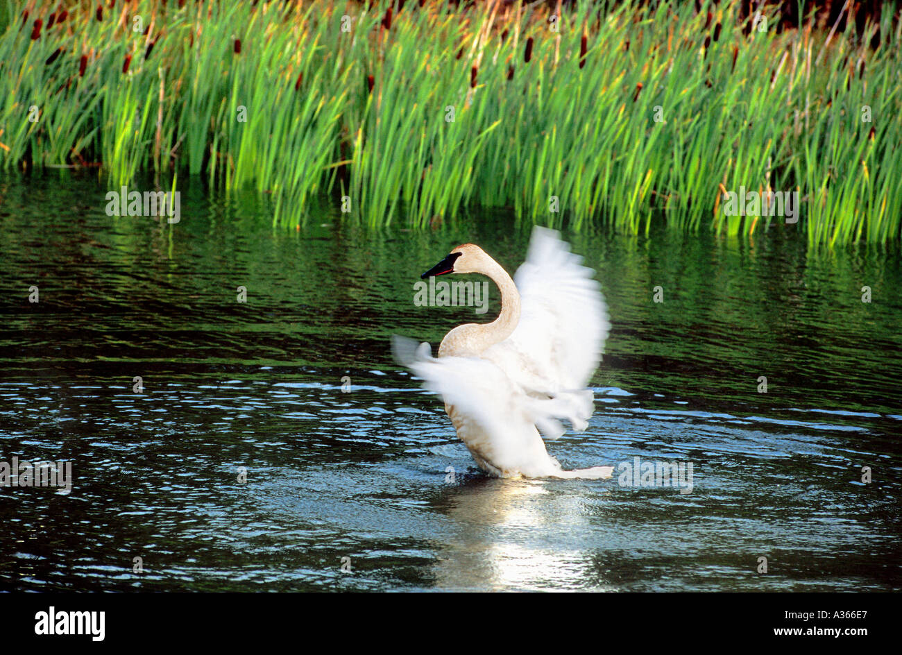 Trumpeter swan nest hi-res stock photography and images - Alamy