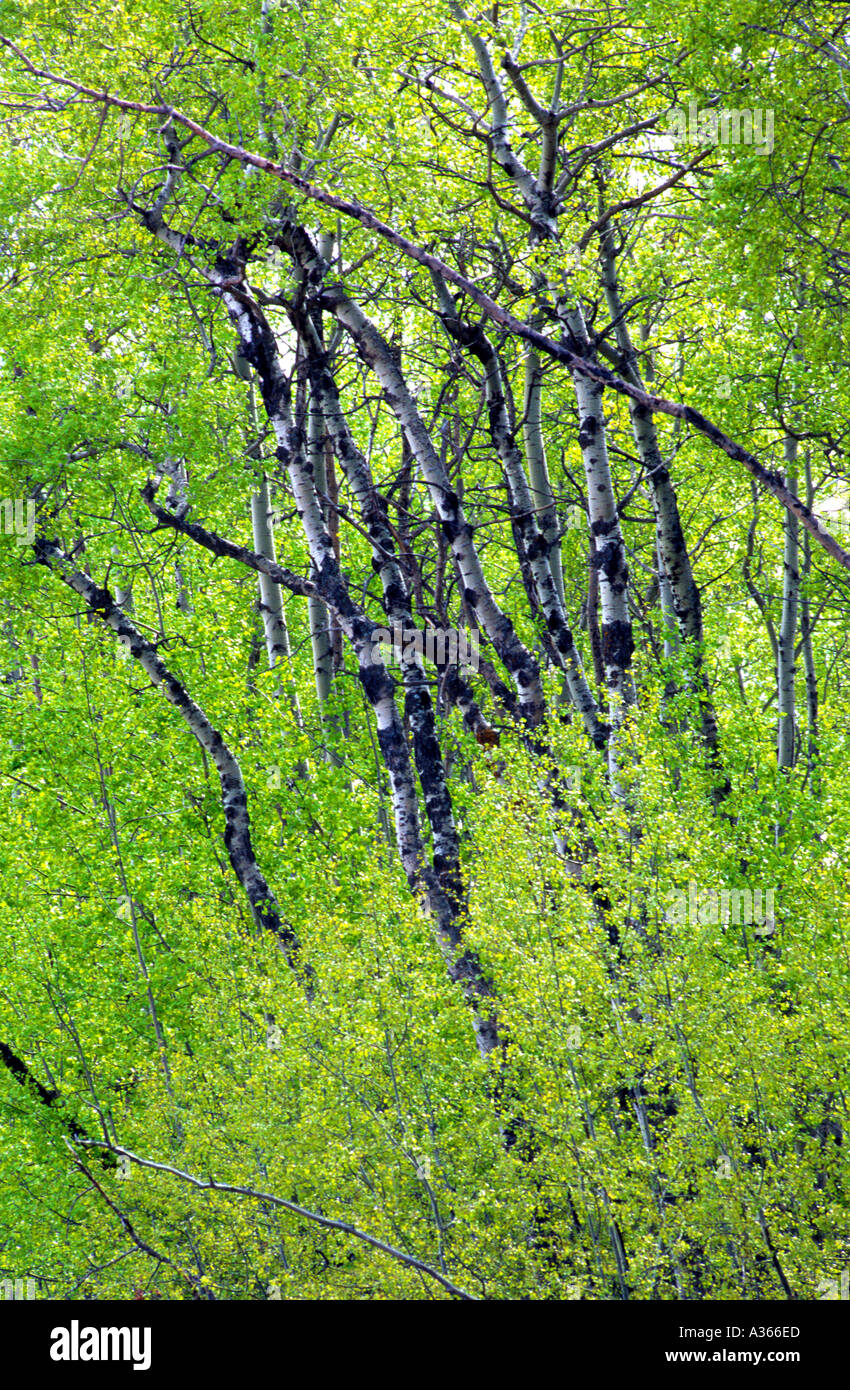 Spring aspen leaves hi-res stock photography and images - Alamy