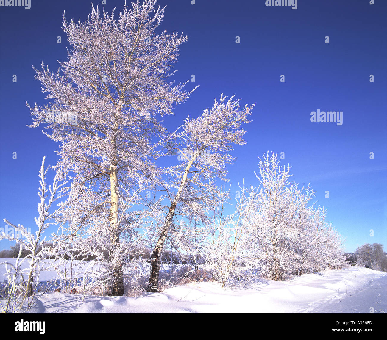 Frozen trees on plains hi-res stock photography and images - Alamy
