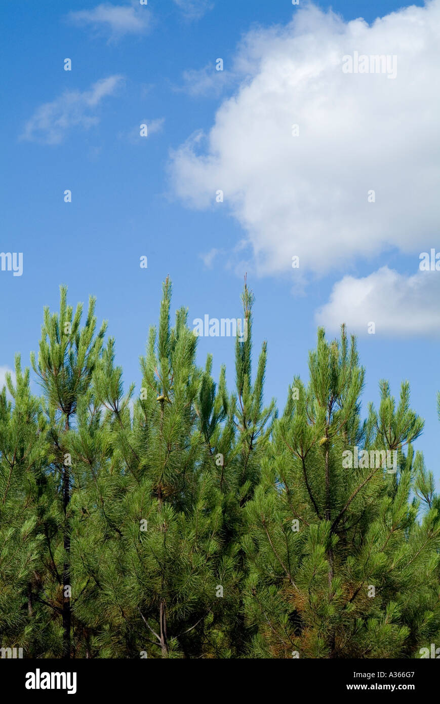 Trees in the Landes forest at Hostens in France Aquitaine Stock Photo ...