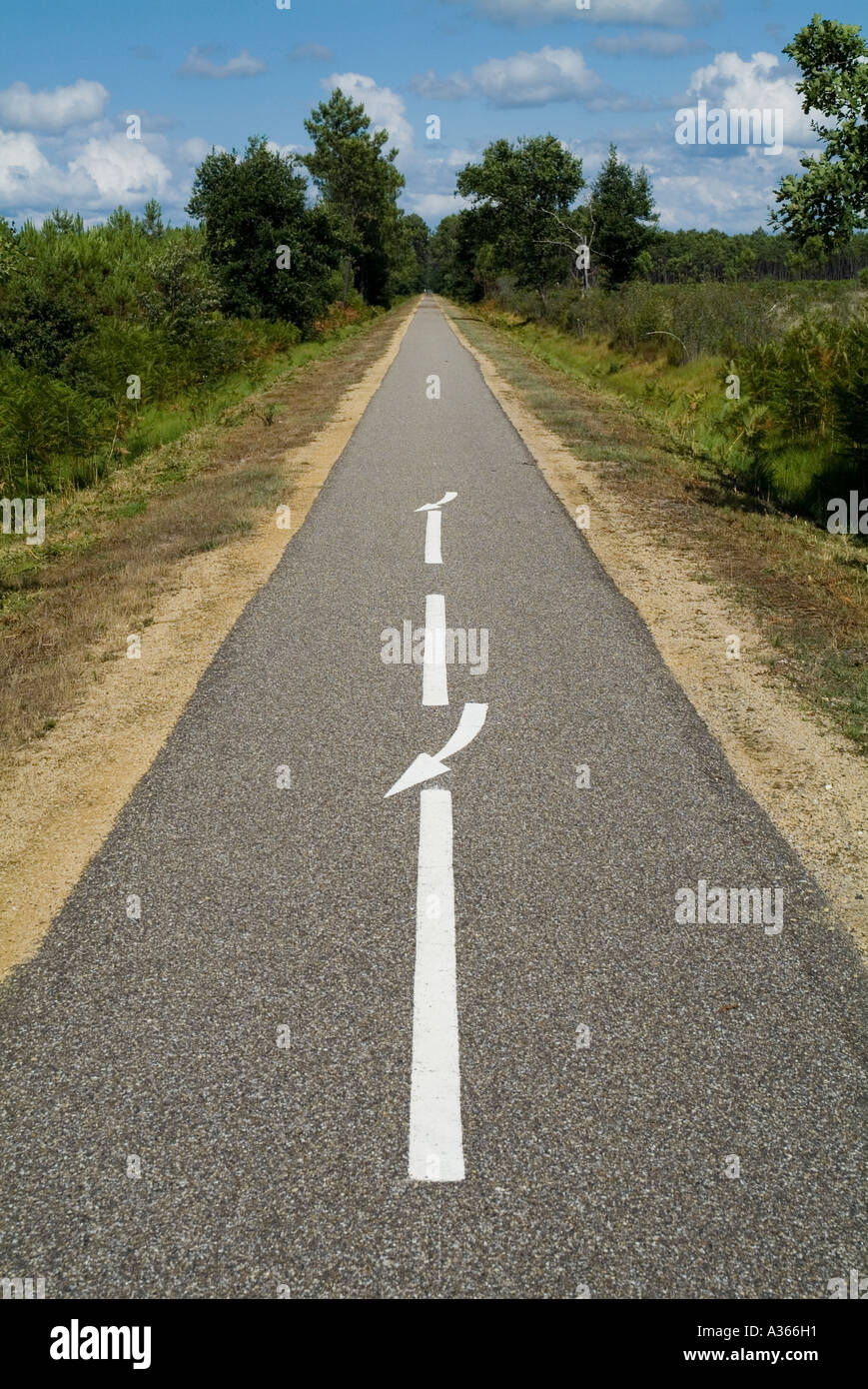 Dividing line on an empty bicycle track going through the Landes Forest ...