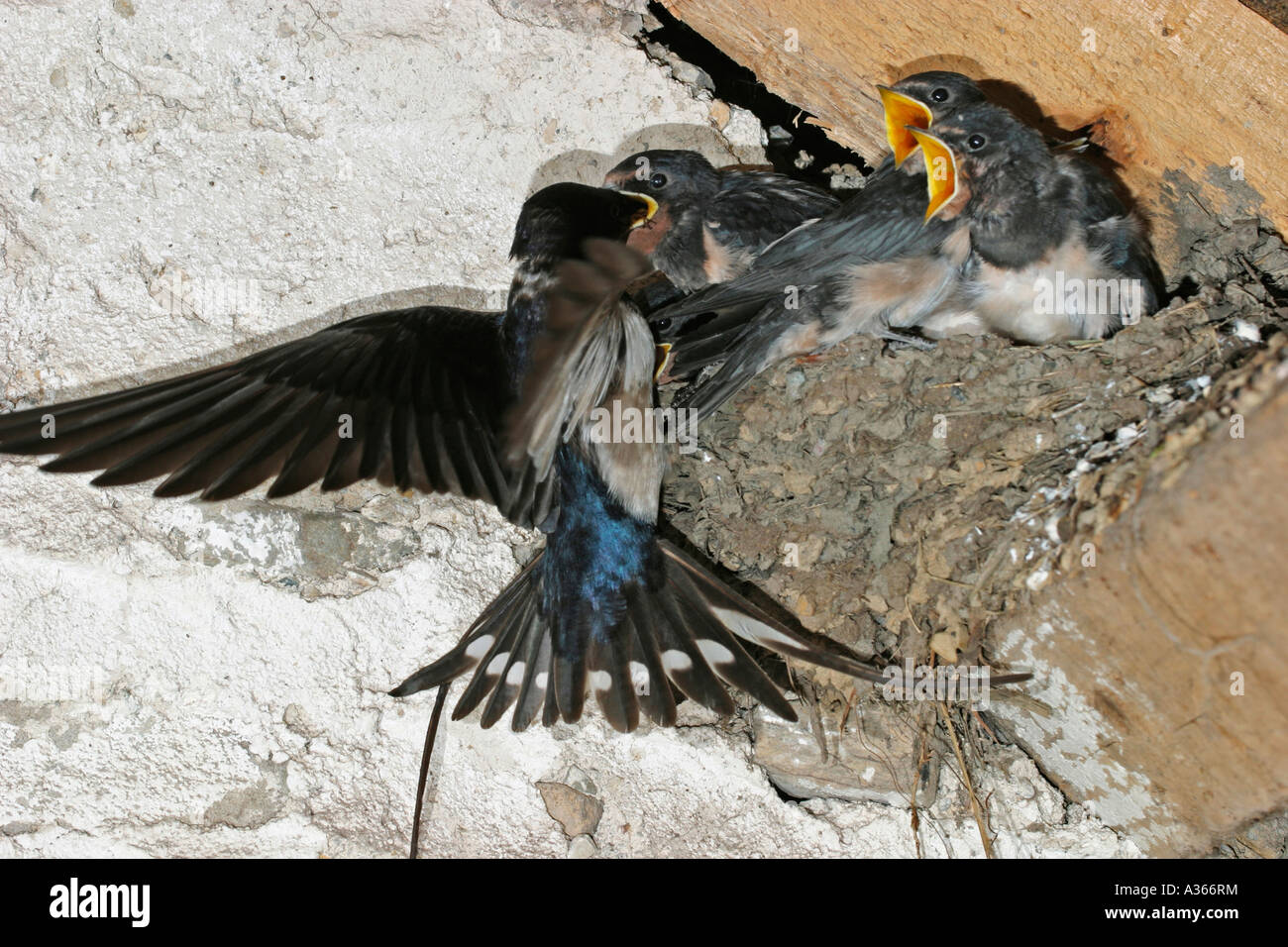 SWALLOW HIRUNDA RUSTICA FEEDING YOUNG WINGS OPEN SIDE VIEW Stock Photo ...