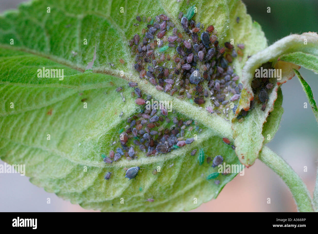 ROSY APPLE APHID DYSAPHIS PLANTAGINEA GATHER ON UNDERSIDE OF APPLE LEAF ...