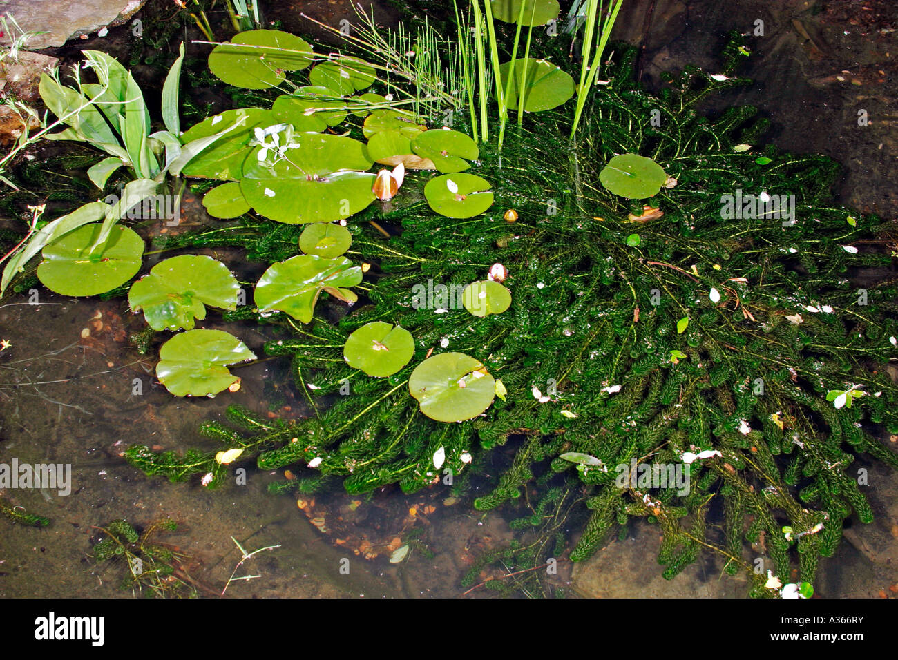 CANADIAN PONDWEED ELODIA CANADENSIS STARTS TO TAKE OVER POND Stock ...