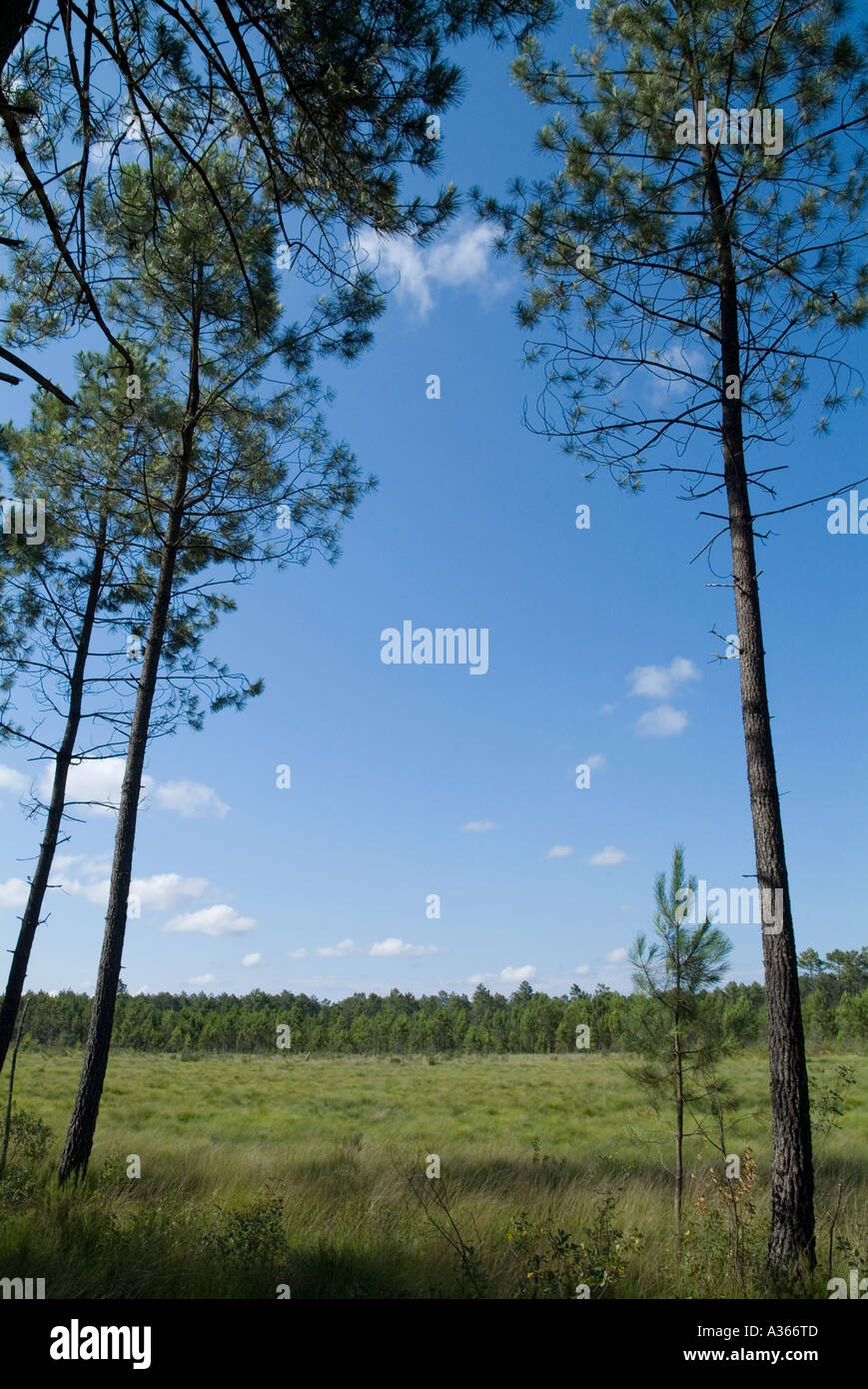 Trees in the Landes forest at Hostens in France Aquitaine Stock Photo ...