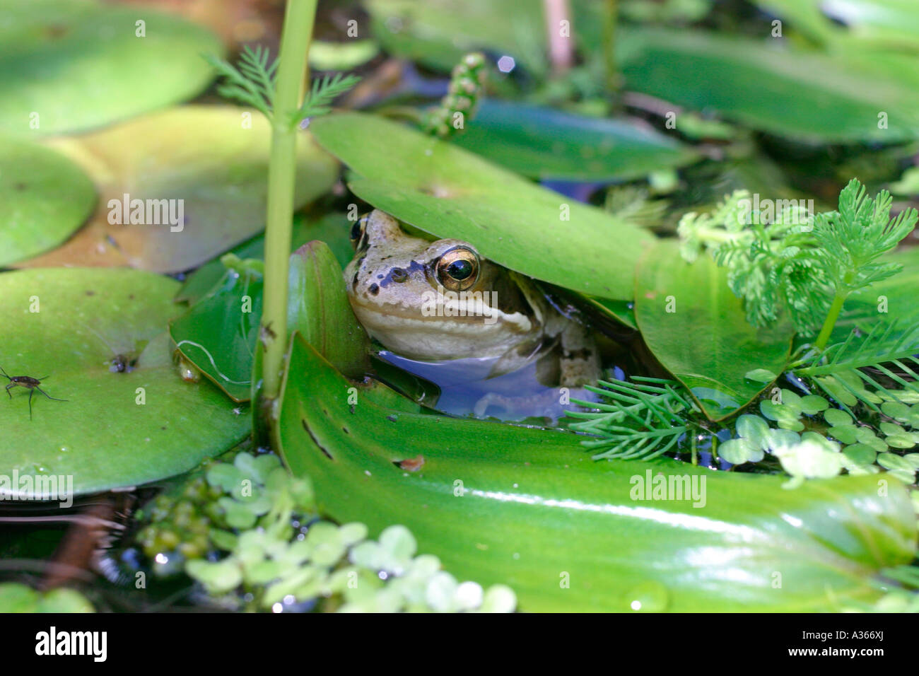 COMMON FROG RANA TEMPORIA AMONGST AMPHIBIOUS BISORT Stock Photo - Alamy