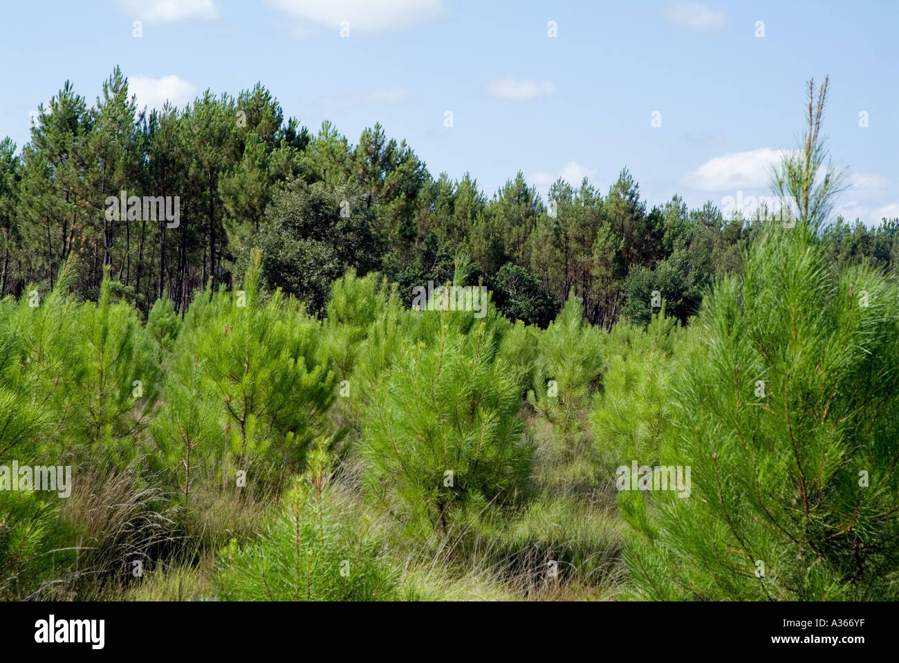 Pine trees in the Landes forest at Hostens in France Aquitaine Stock ...