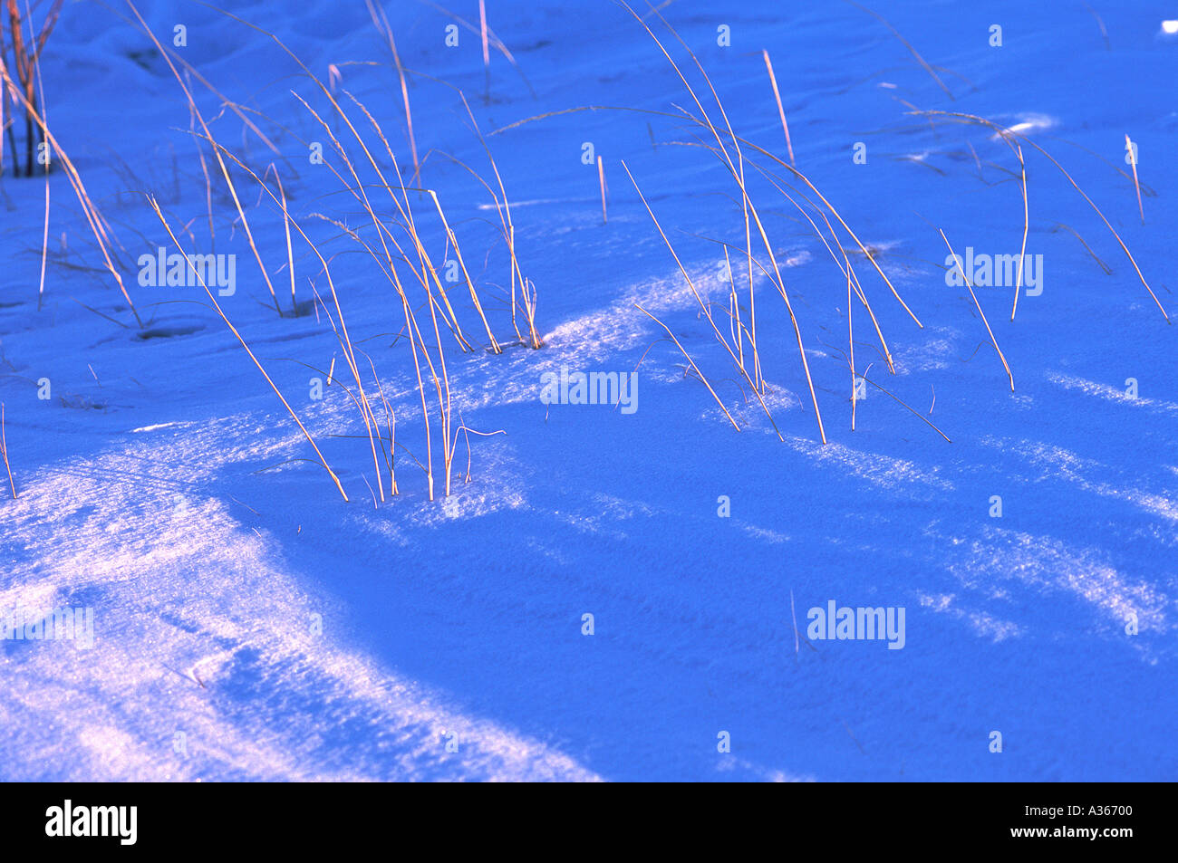 Grasses in snow Grande Prairie Alberta Canada Stock Photo - Alamy