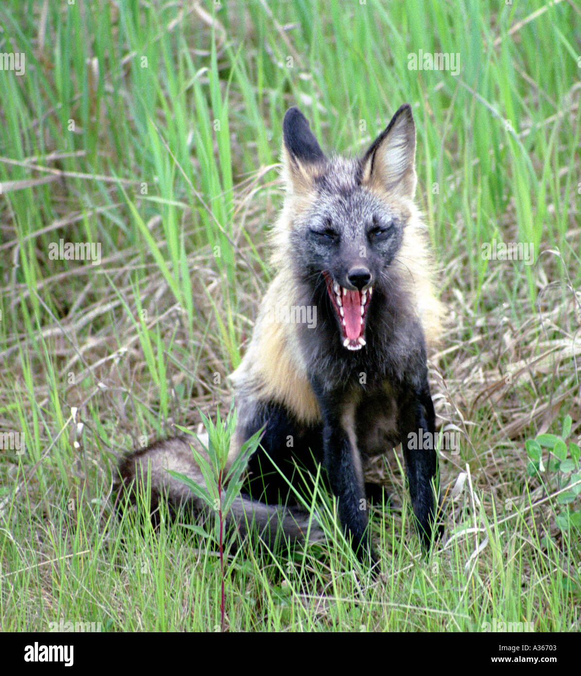 Snarling fox hi-res stock photography and images - Alamy