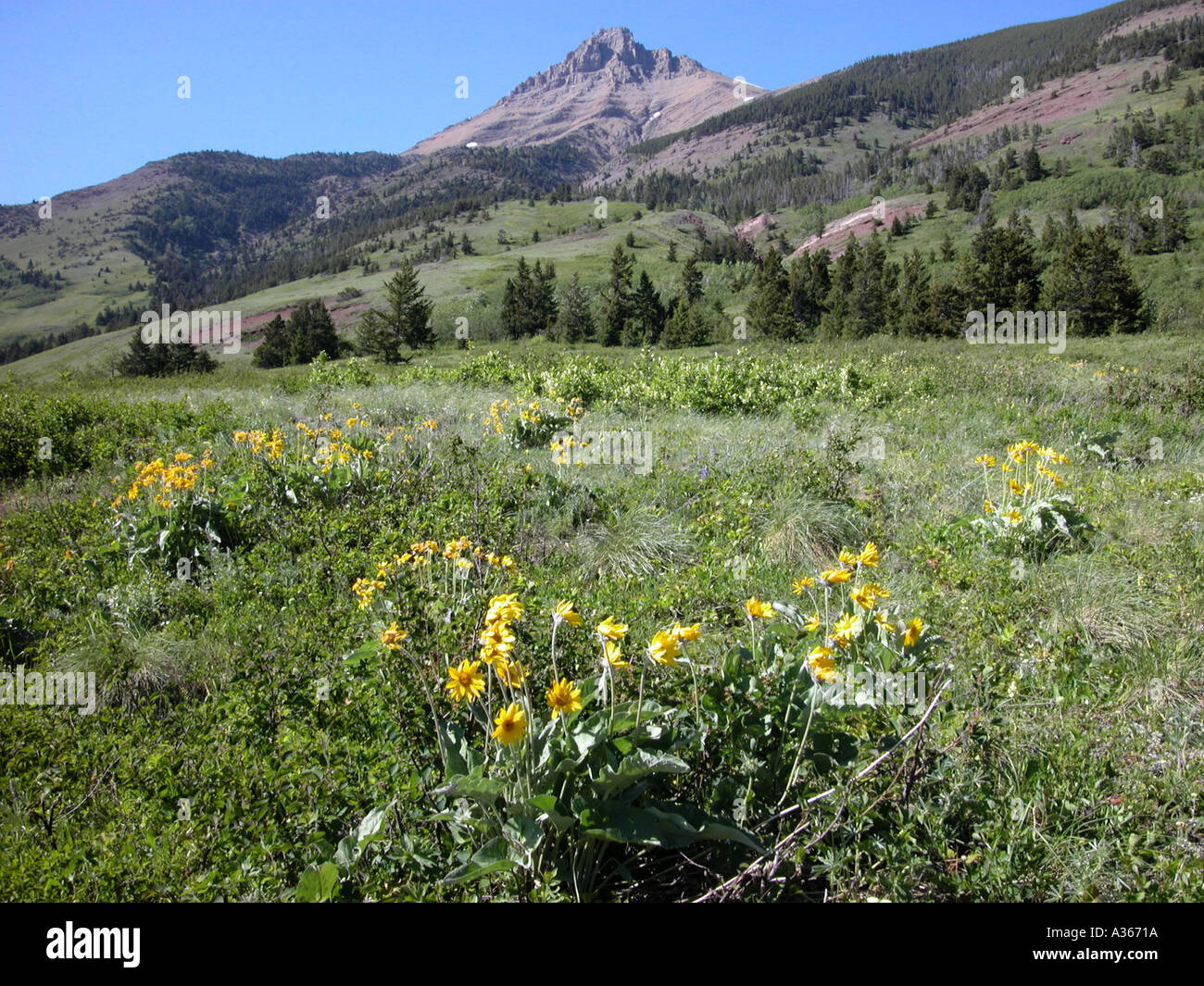 Prairie grasslands and Mountains Waterton Lakes National Park Alberta ...