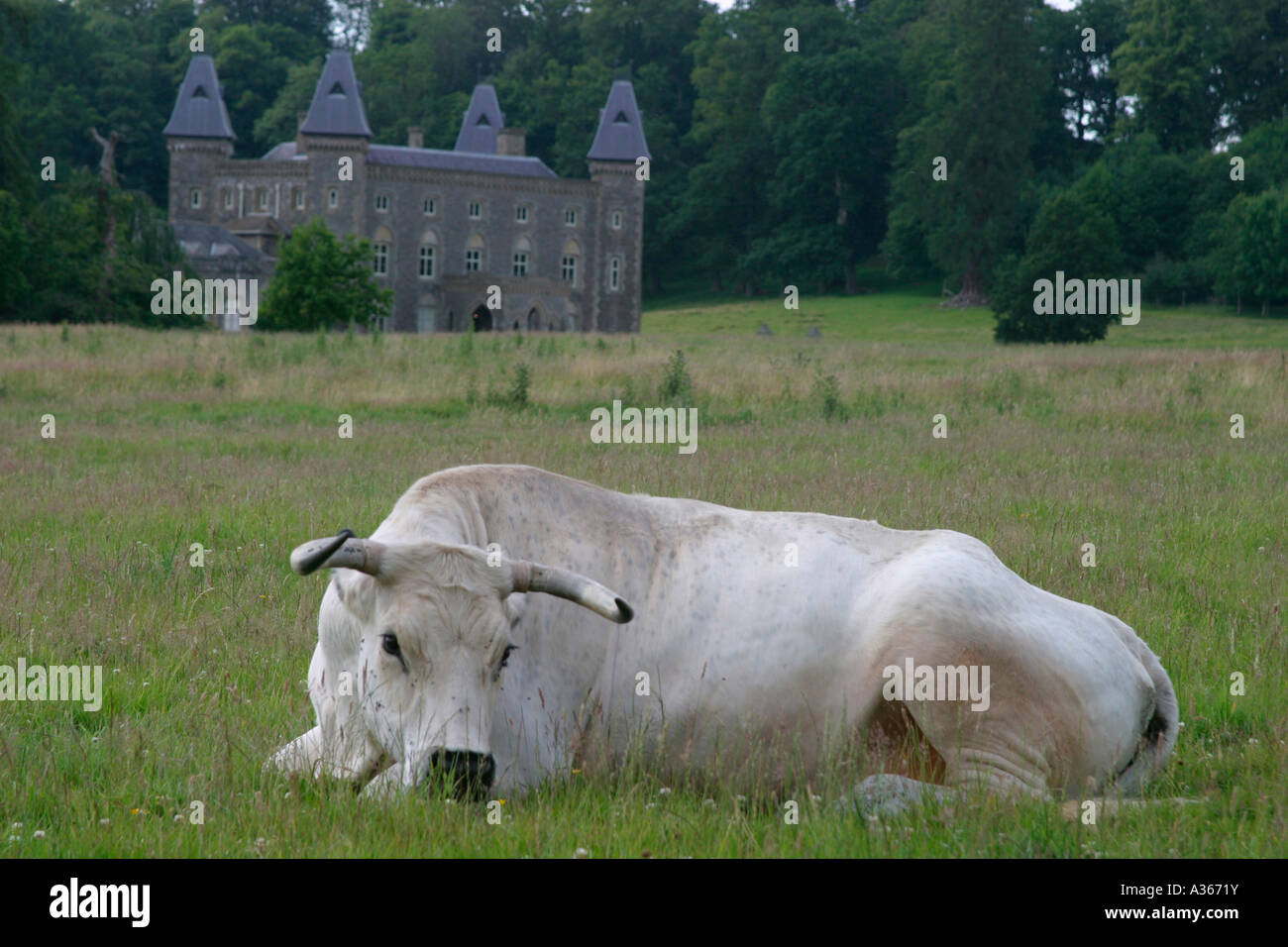 White park cattle cow hi-res stock photography and images - Alamy