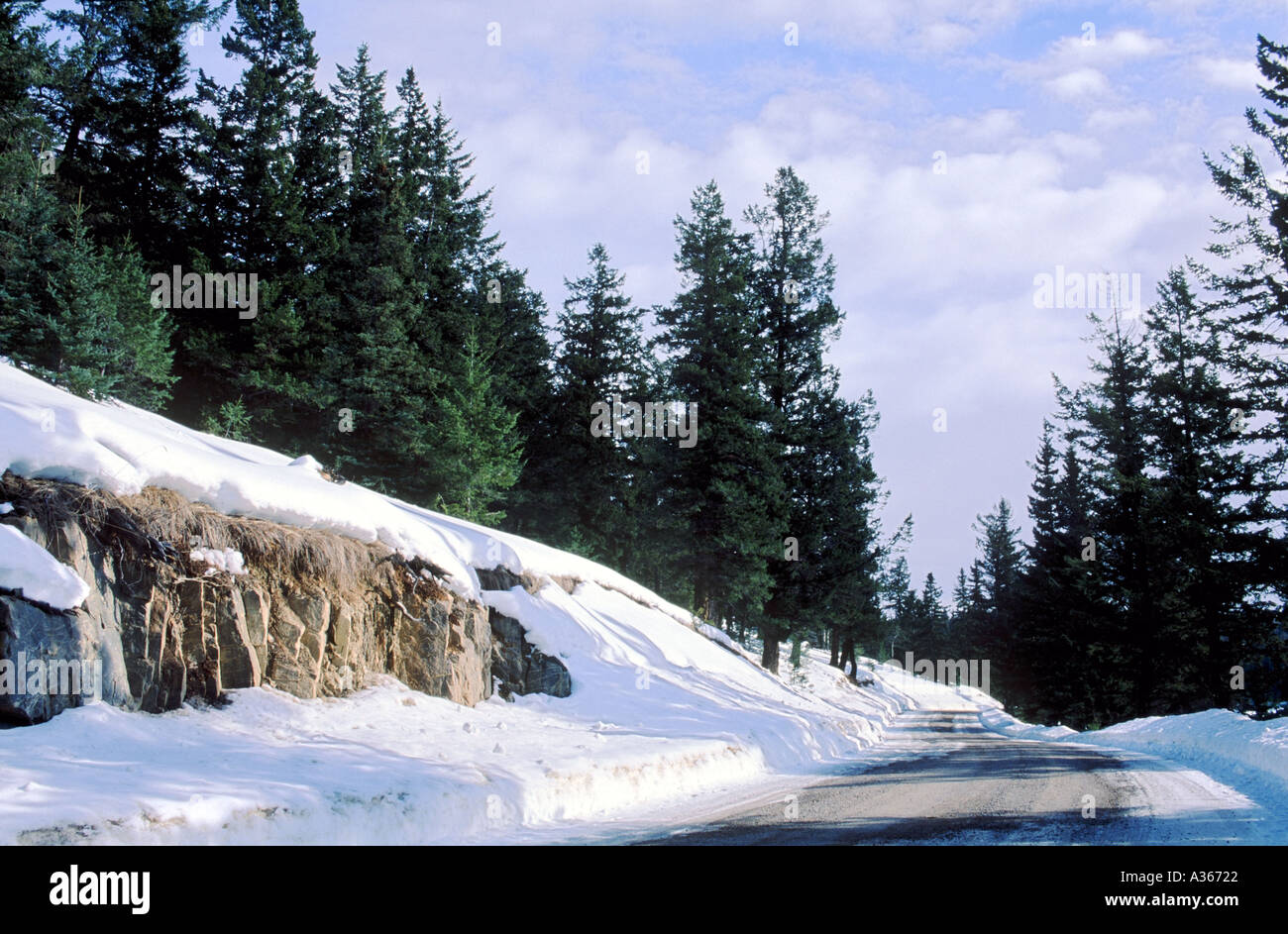 Road through the forest Jasper National Park Alberta Canada Stock Photo ...