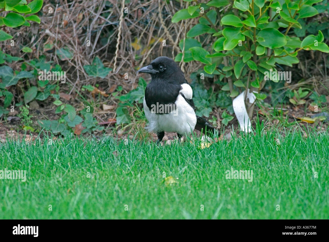MAGPIE PICA PICA JUVENILE ON LAWN FRONT VIEW Stock Photo - Alamy