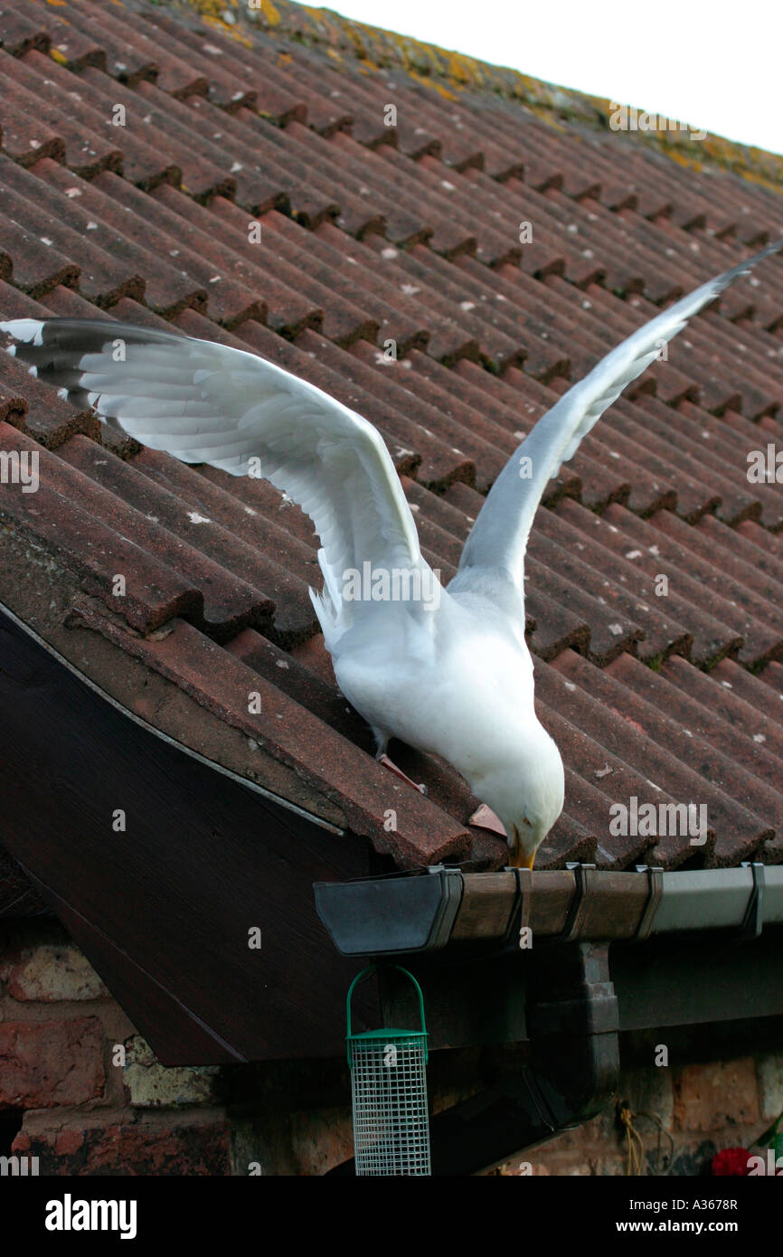 HERRING GULL LARUS ARGENTATUS TAKING FOOD FROM GUTTER Stock Photo - Alamy