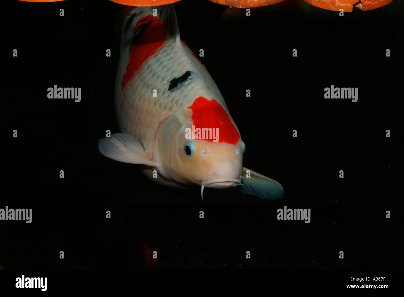 Maruten hi-res stock photography and images - Alamy