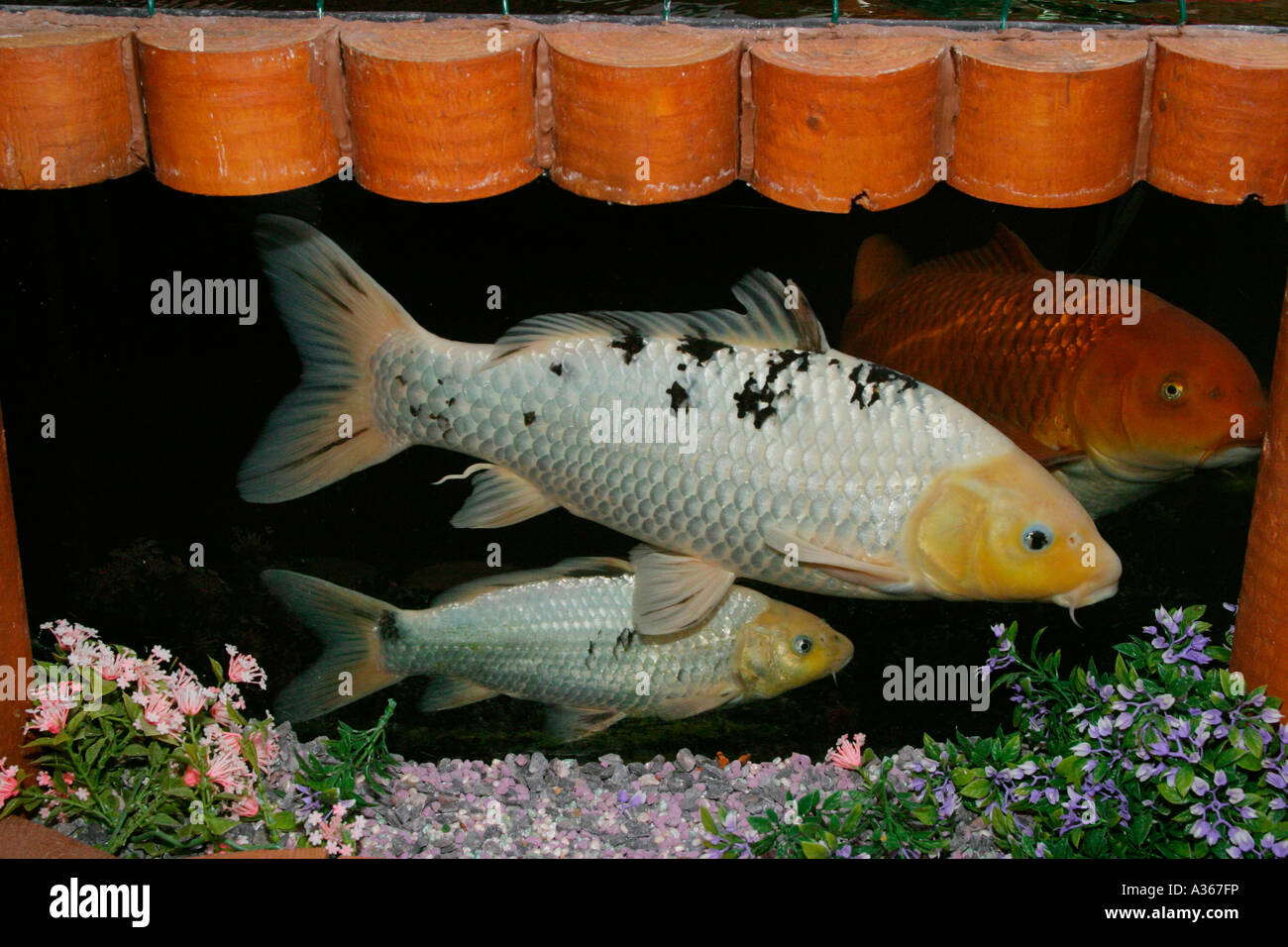Shiro koi hi-res stock photography and images - Alamy