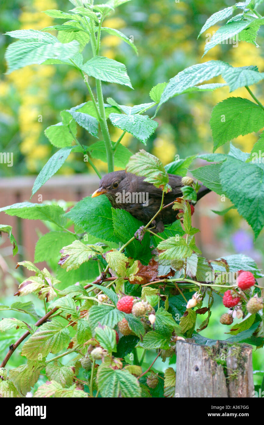 Raspberry bush bird hi-res stock photography and images - Alamy