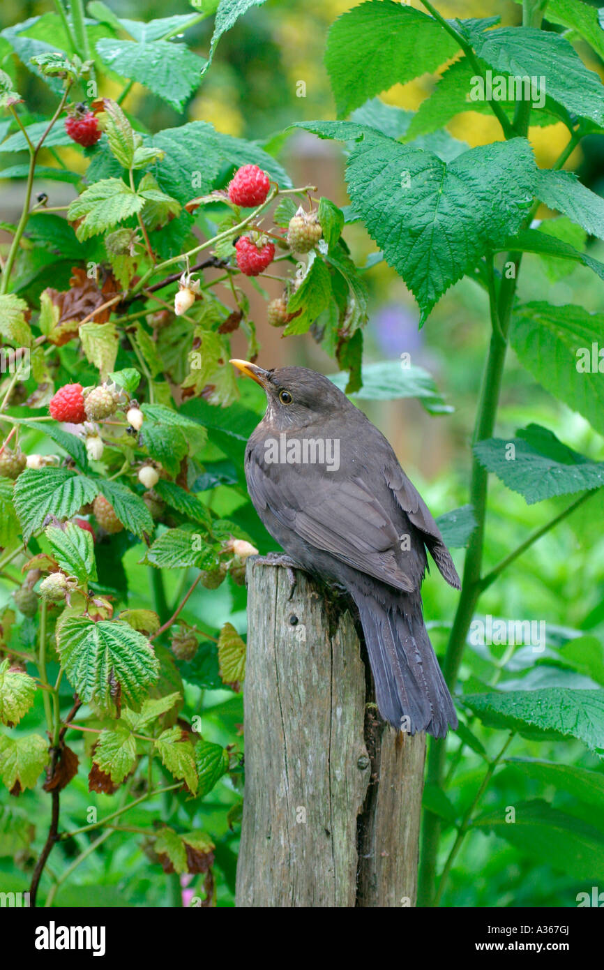 Blackbird with raspberry hi-res stock photography and images - Alamy