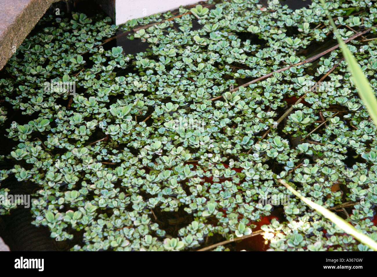 WATER LETTUCE PISTA STRATIOTES YOUNG PLANTS COVER POND SURFACE Stock ...