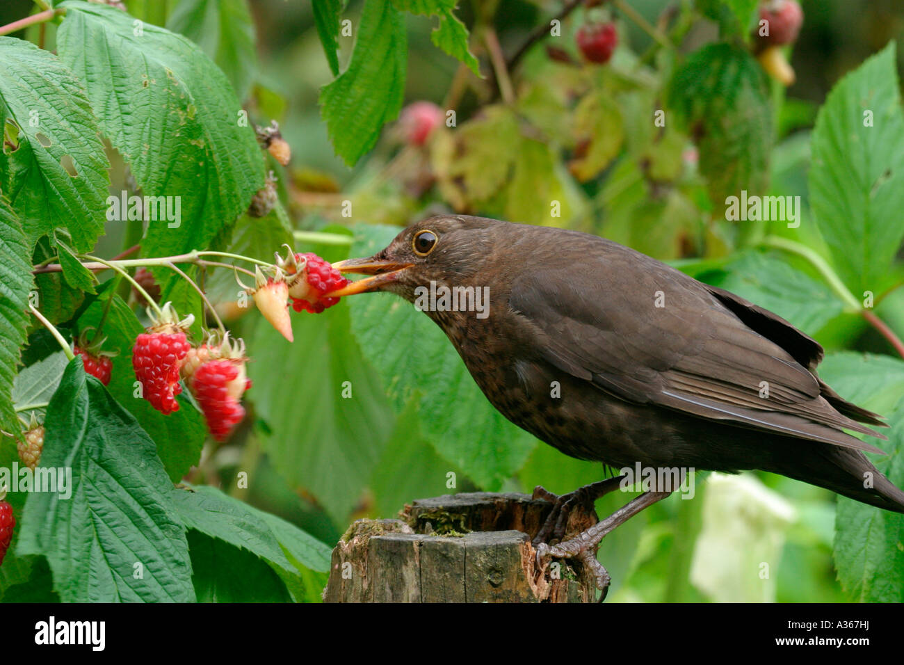 Blackbird with raspberry hi-res stock photography and images - Alamy