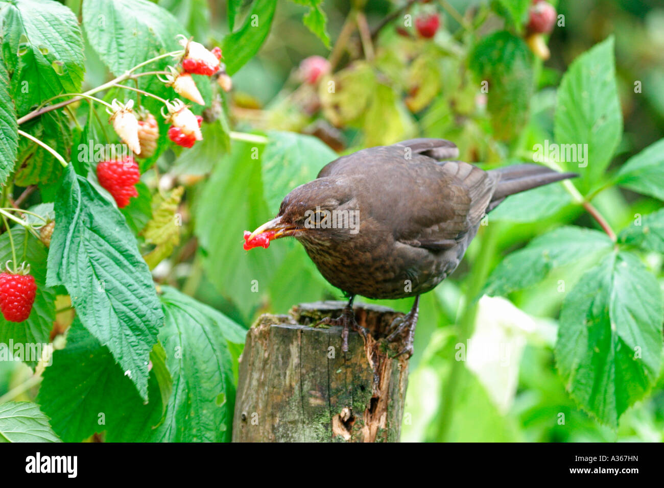 BLACKBIRD TURDUS MERULA EATING RASPBERRY FRONT VIEW Stock Photo - Alamy