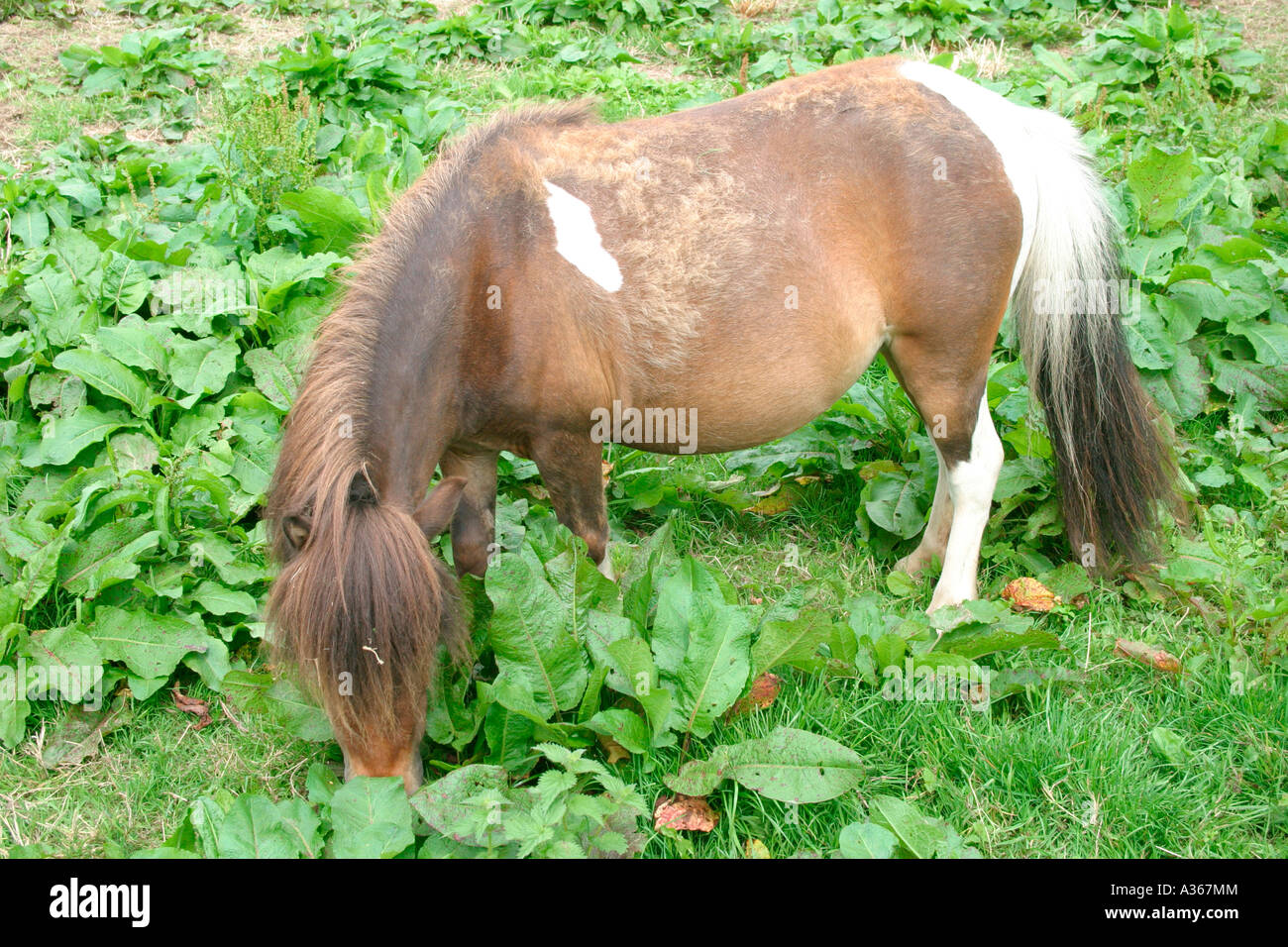 FALABELLA PONY MARE GRAZING SIDE VIEW Stock Photo - Alamy