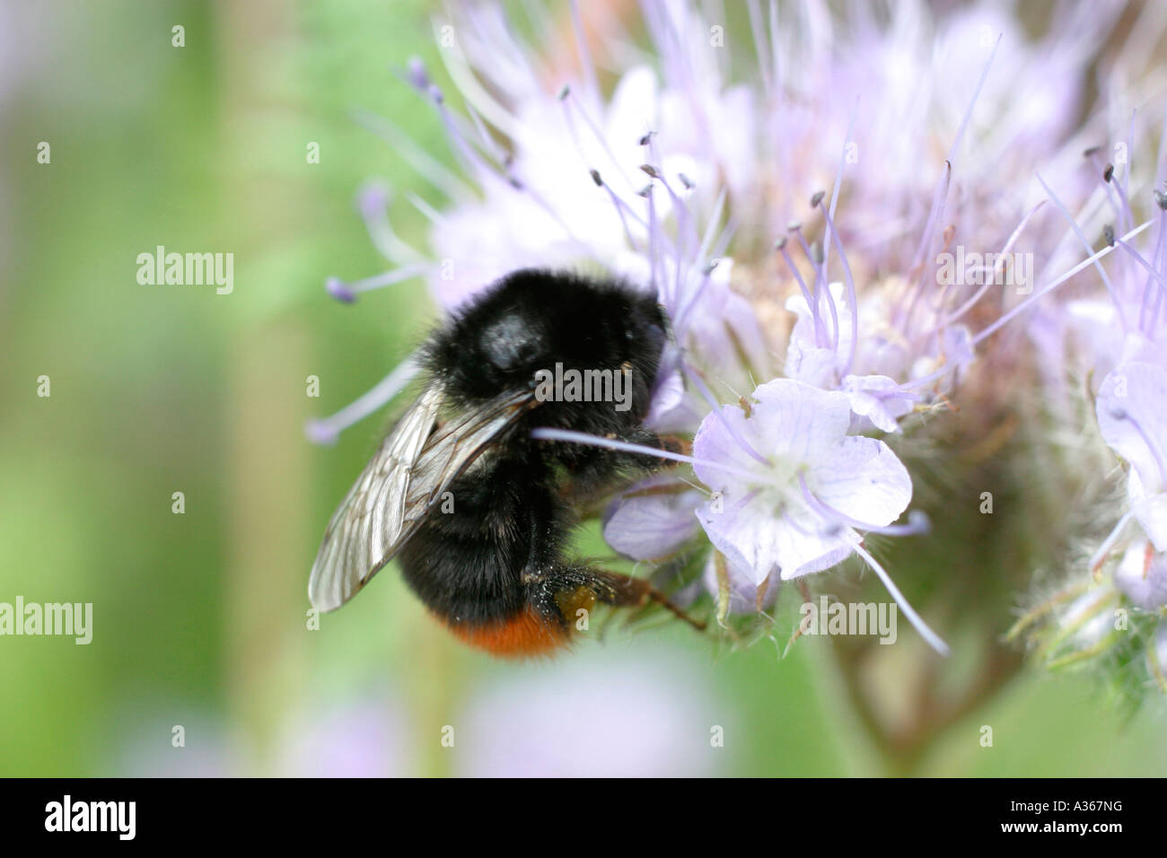 RED TAILED BUMBLEBEE BOMBUS LAPIDARIUS ON PHAECLIA Stock Photo - Alamy